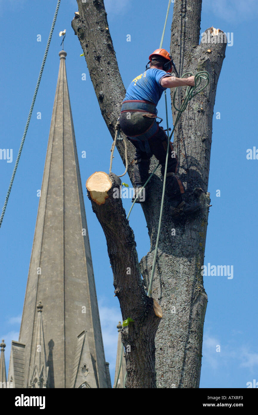 "Tree surgeon" up in tree setting ropes for cutting down lime tree ...