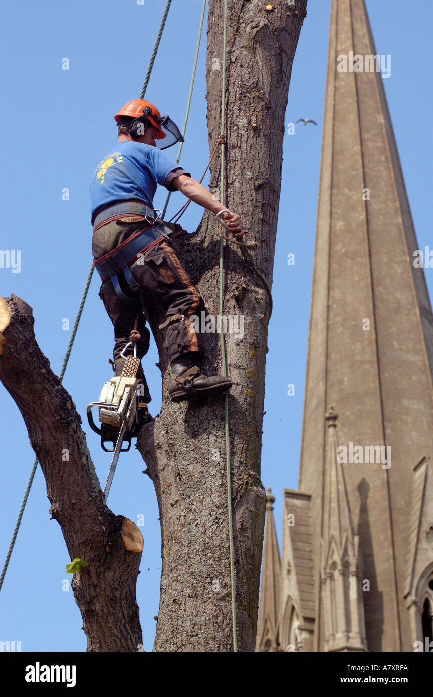 Tree surgeon up in tree setting ropes for cutting down lime tree ...