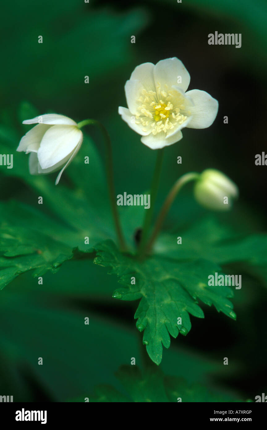 Anemone flaccida hi-res stock photography and images - Alamy