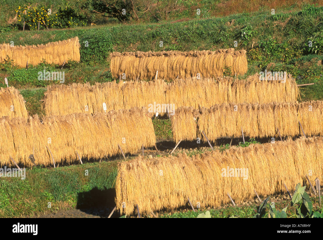 Asia, Japan, Nara, Asuka, Rice Harvest Stock Photo - Alamy