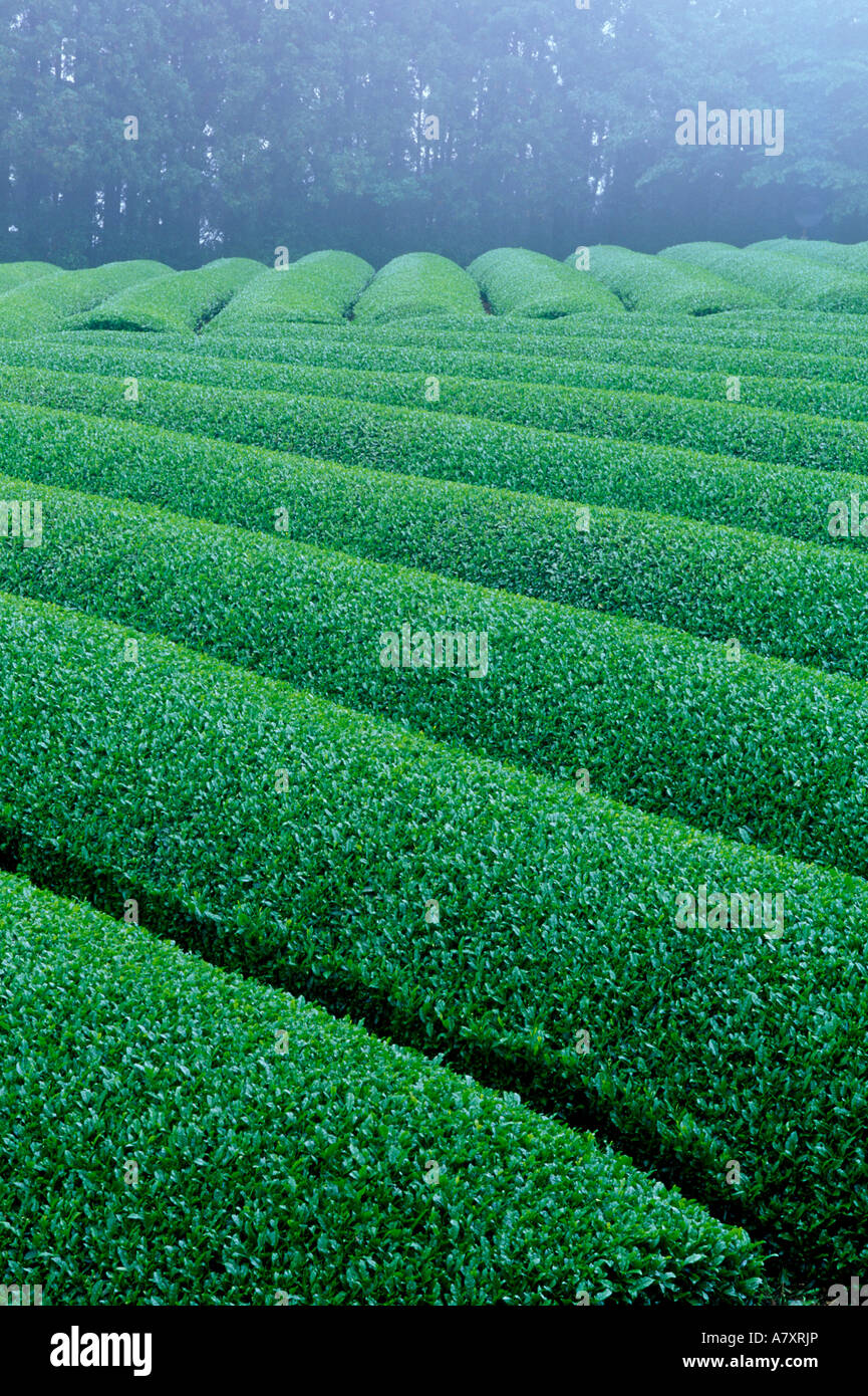 Ureshino japan hi-res stock photography and images - Alamy