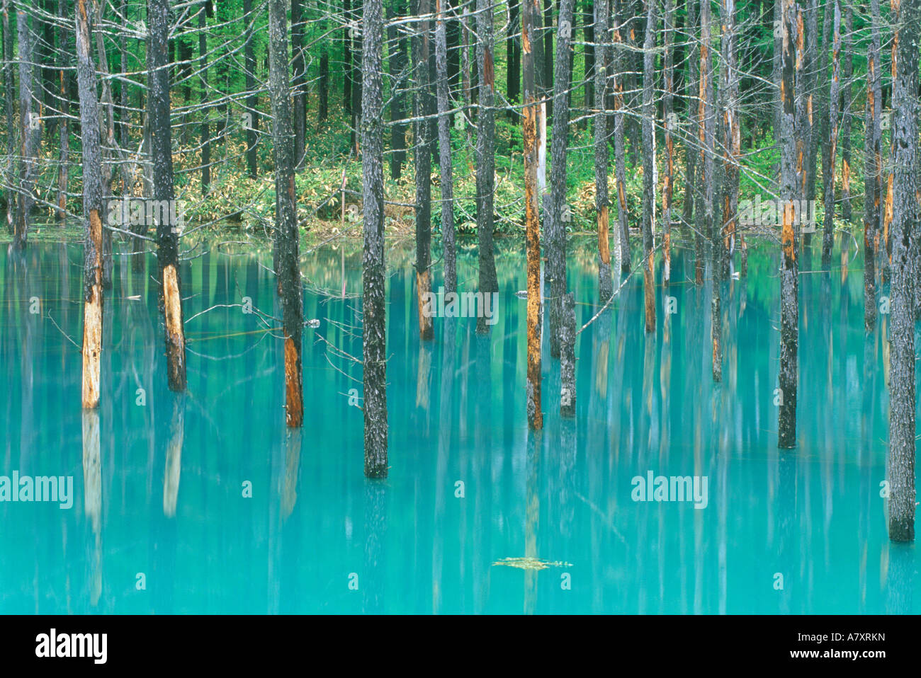 Asia, Japan, Hokkaido, Shirogane Hot Springs, Blue Marsh Stock Photo ...