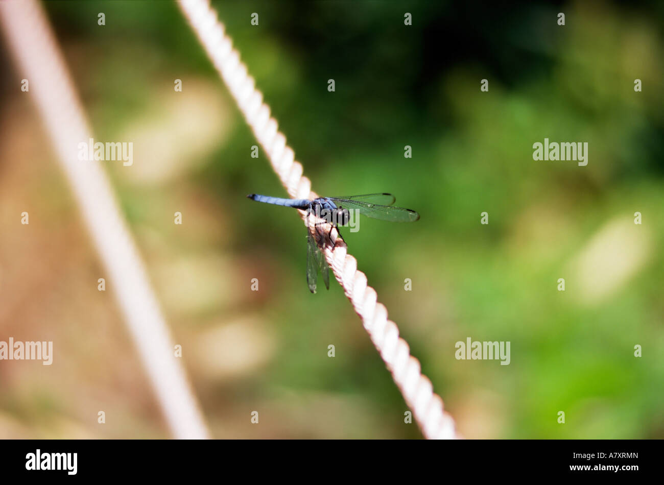 Dragonfly japan hi-res stock photography and images - Alamy