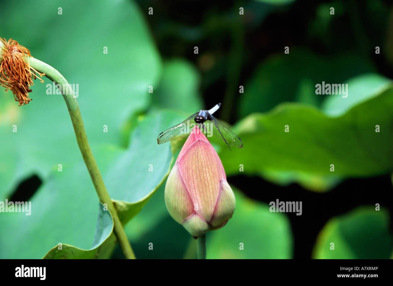 Dragonfly japan hi-res stock photography and images - Alamy