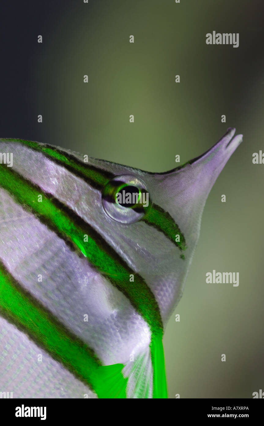 Butterfly fish clownfish hi-res stock photography and images - Alamy