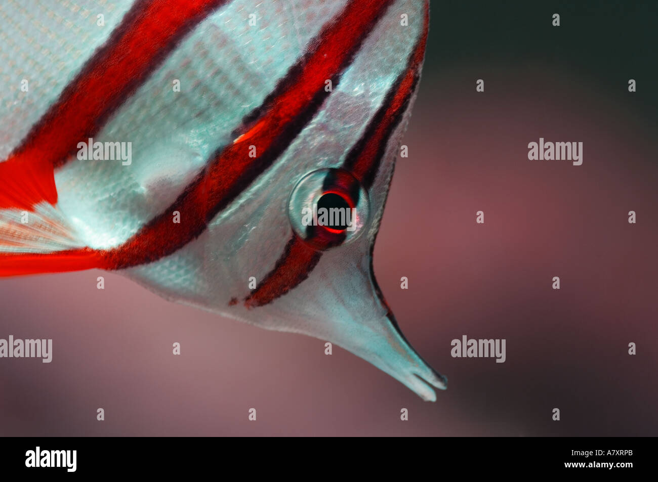 Copperband butterfly hi-res stock photography and images - Alamy