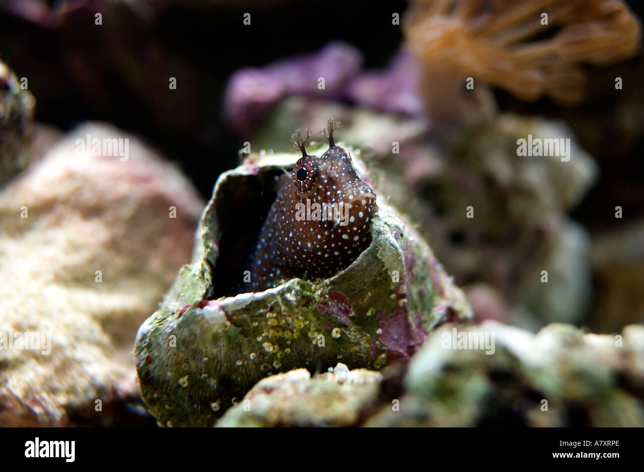Finding Nemo Blenny