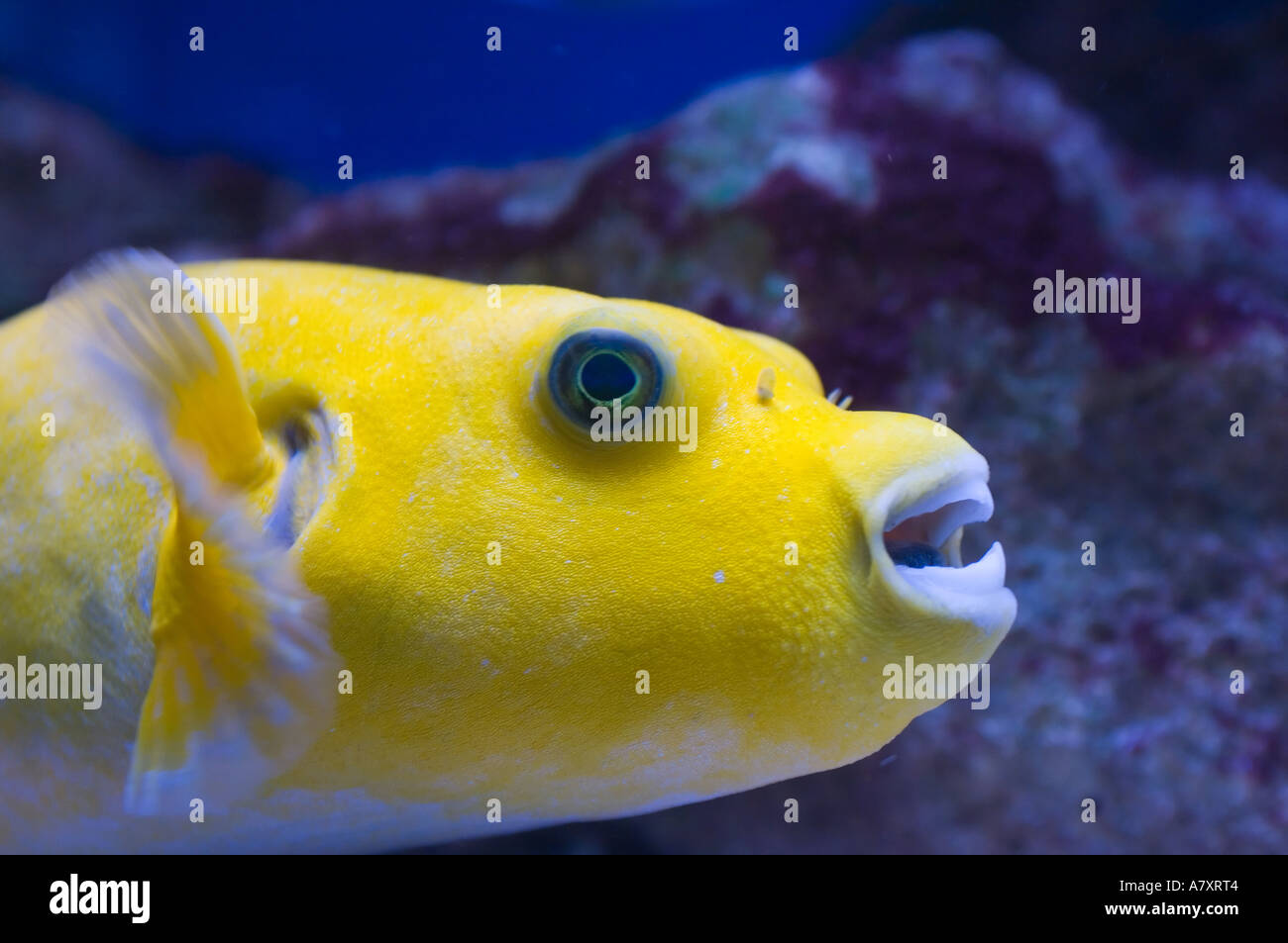 A Puffer fish tropical marine reef life Stock Photo - Alamy