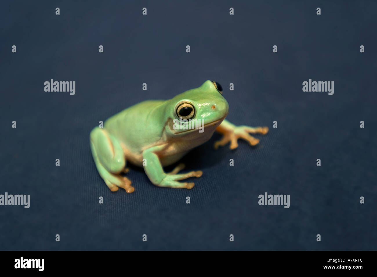 Baby frog climbing hi-res stock photography and images - Alamy