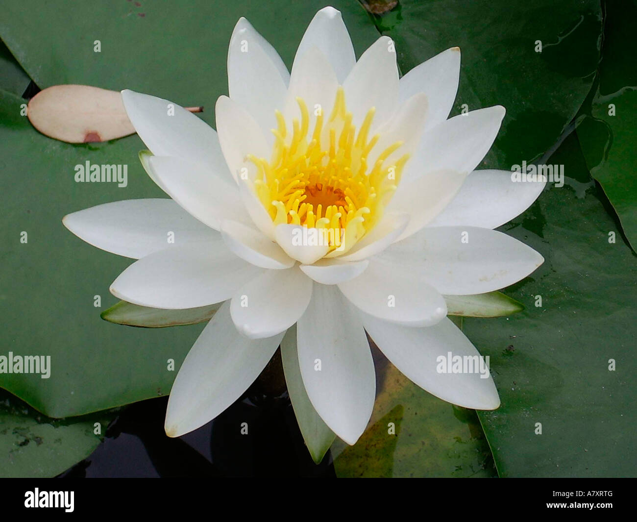 Asia, Japan, Kyoto. Flower Stock Photo - Alamy