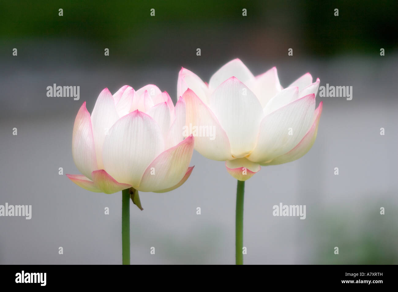 Asia, Japan, Kyoto. Flower Stock Photo - Alamy