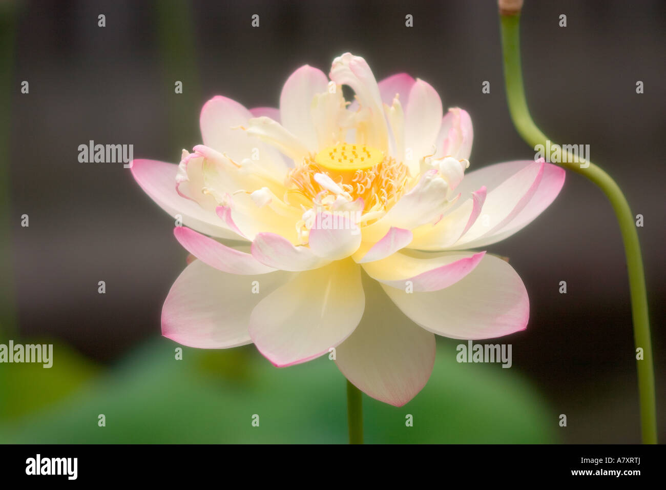 Asia, Japan, Kyoto. Flower Stock Photo - Alamy