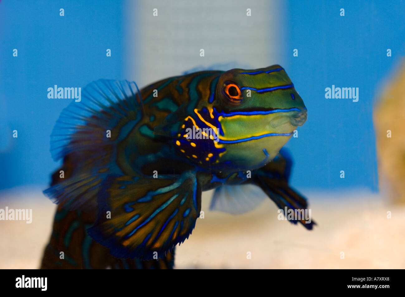 Mandarin fish kissing hi-res stock photography and images - Alamy