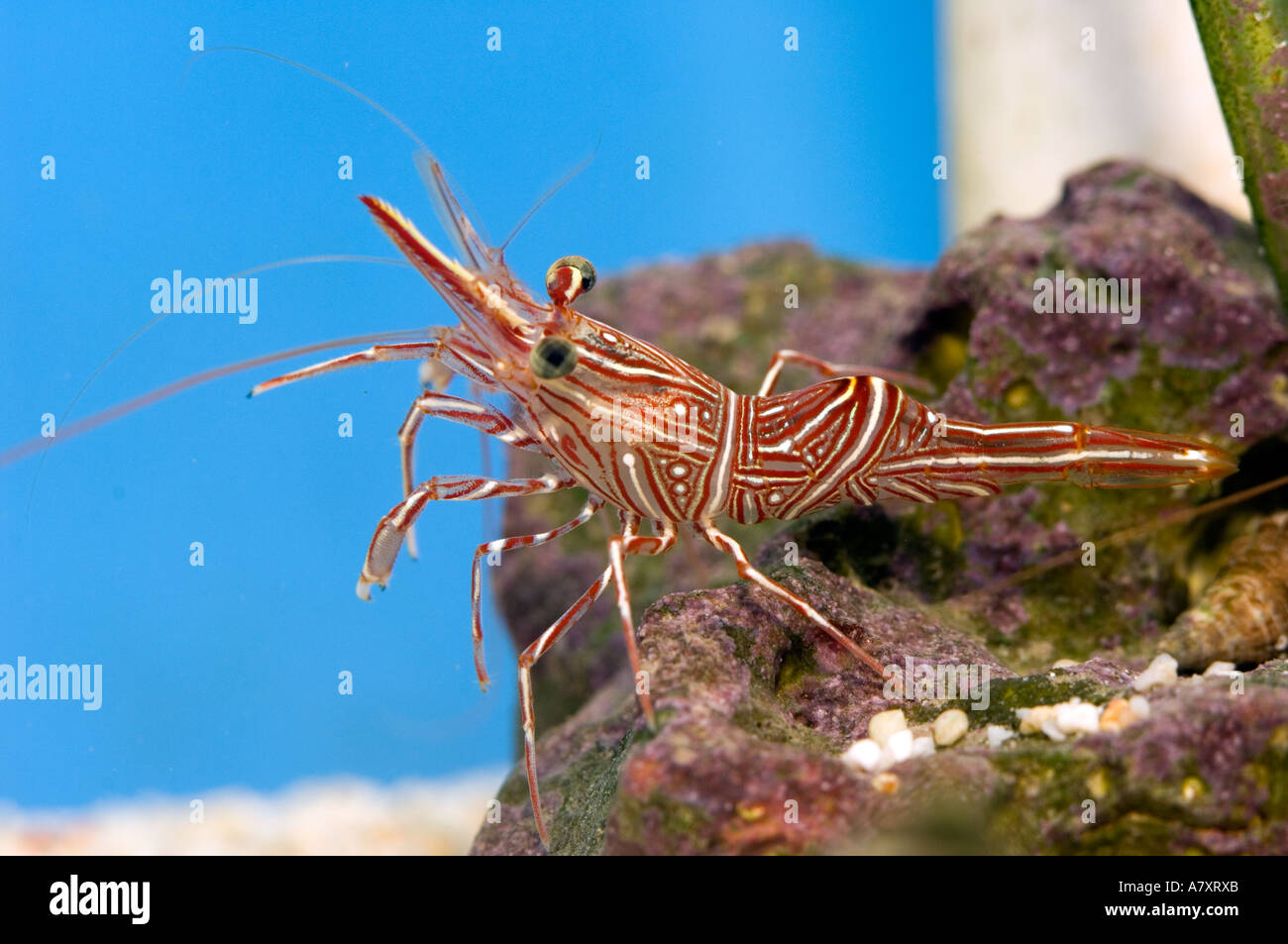 tropical marine reef life a shrimp Stock Photo - Alamy