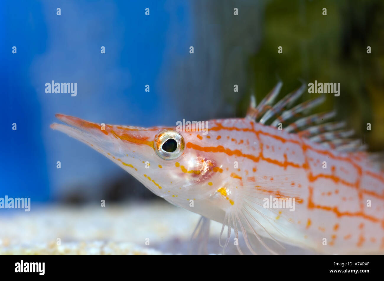 Longnosed hawkfish hi-res stock photography and images - Alamy