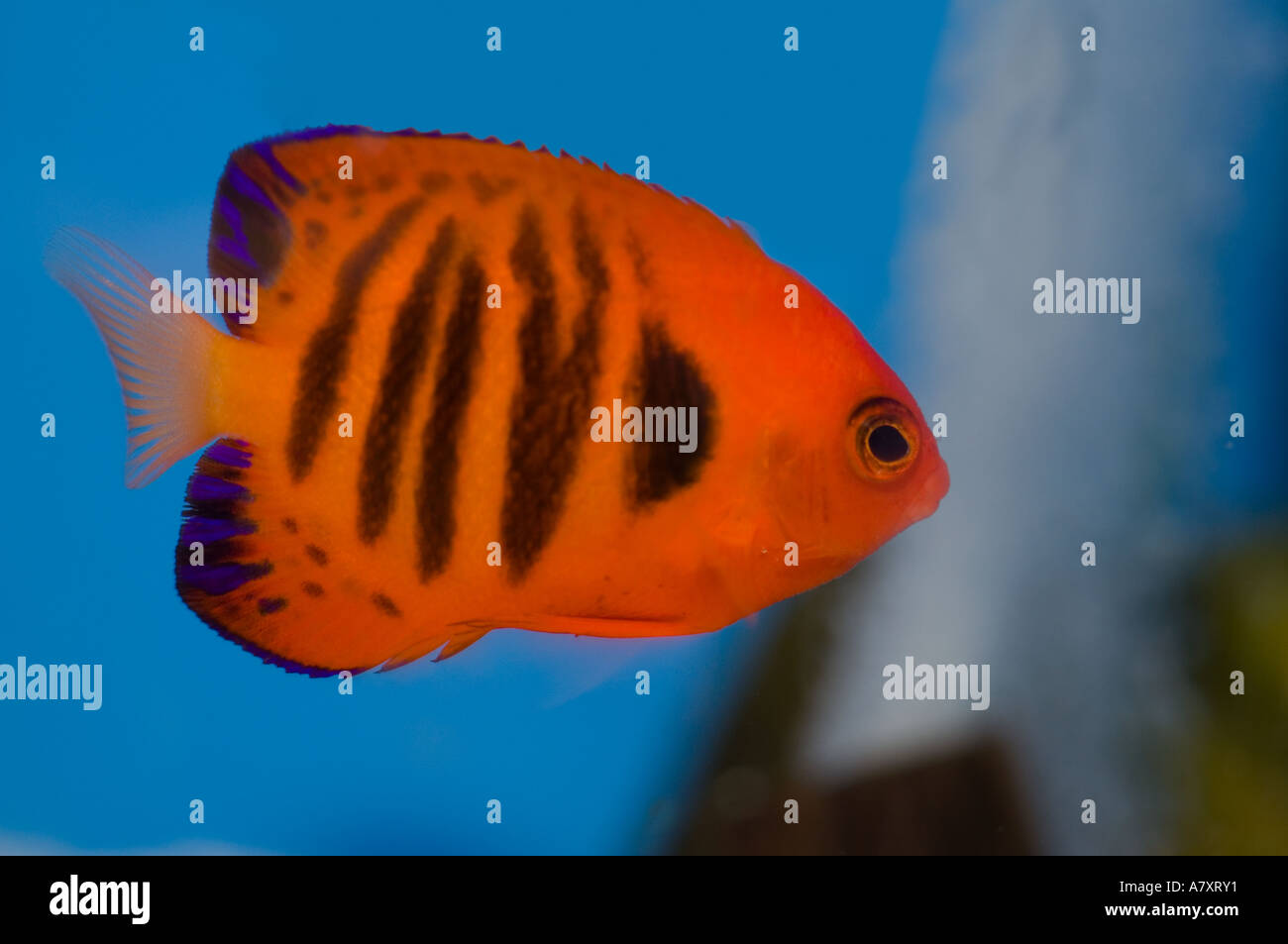 Flame angelfish hi-res stock photography and images - Alamy