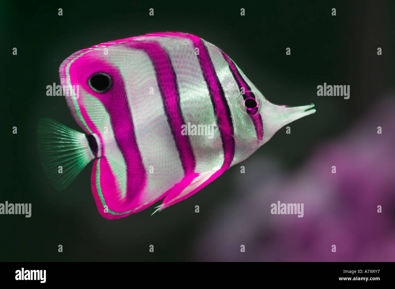 Copperband marine butterfly fish Stock Photo - Alamy