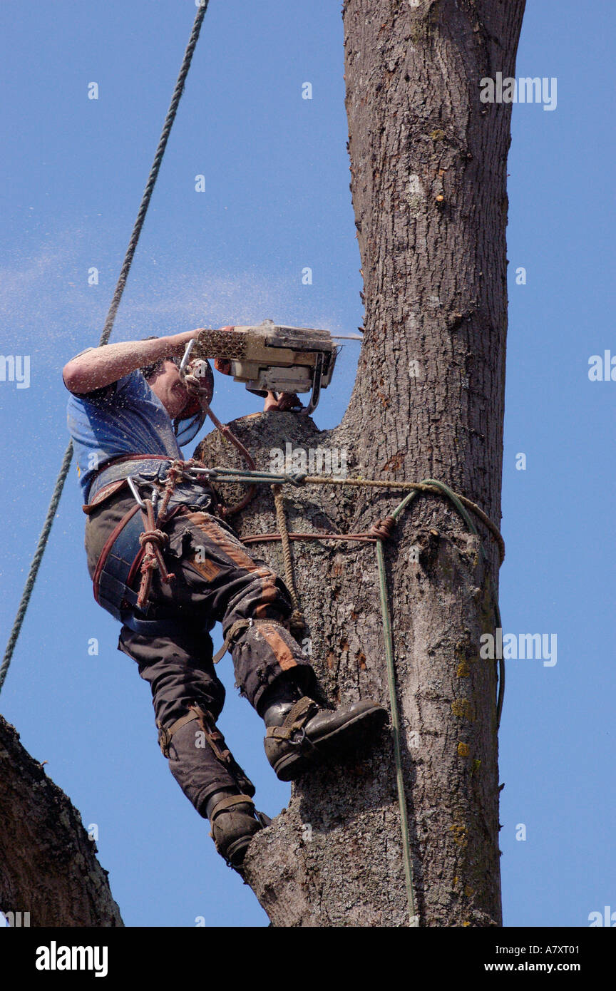 "Tree surgeon" up in tree using chainsaw for cutting down lime tree ...