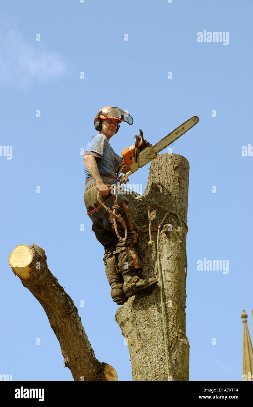 Tree surgeon up in tree using chainsaw for cutting down lime tree ...