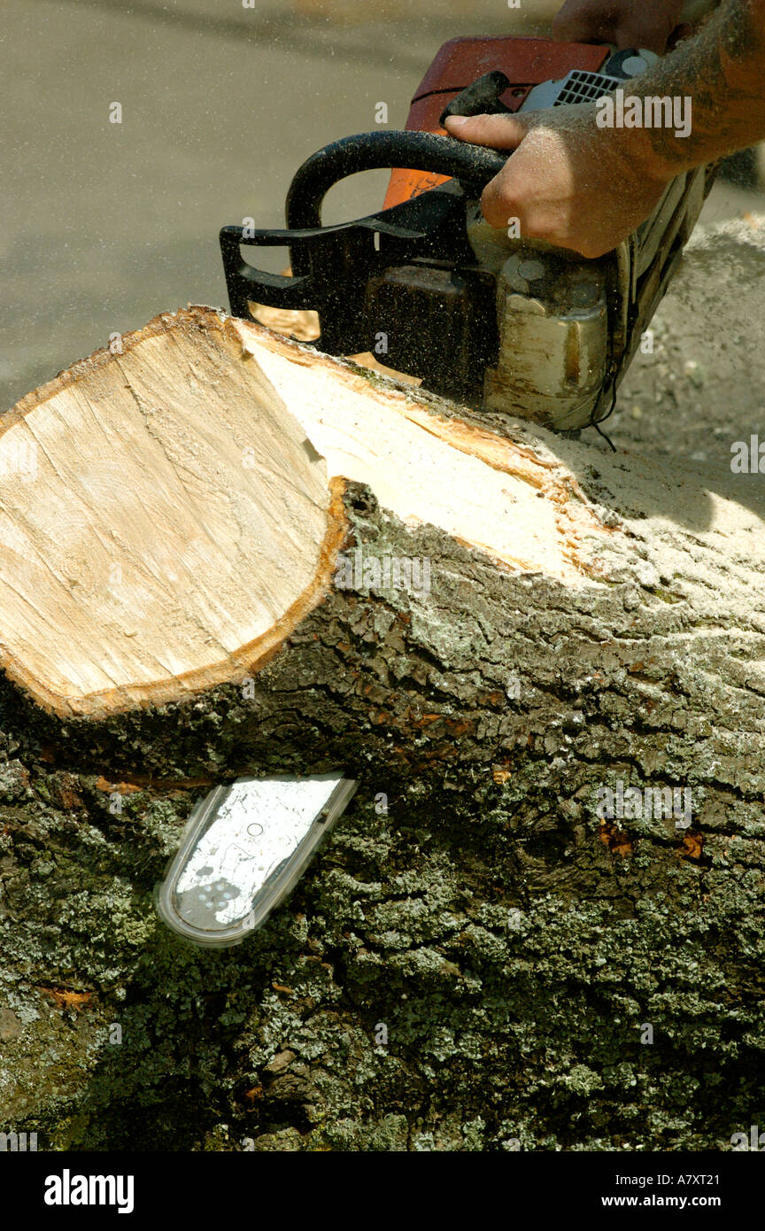 Tree surgeon cutting log close up showing chain saw blade going through ...