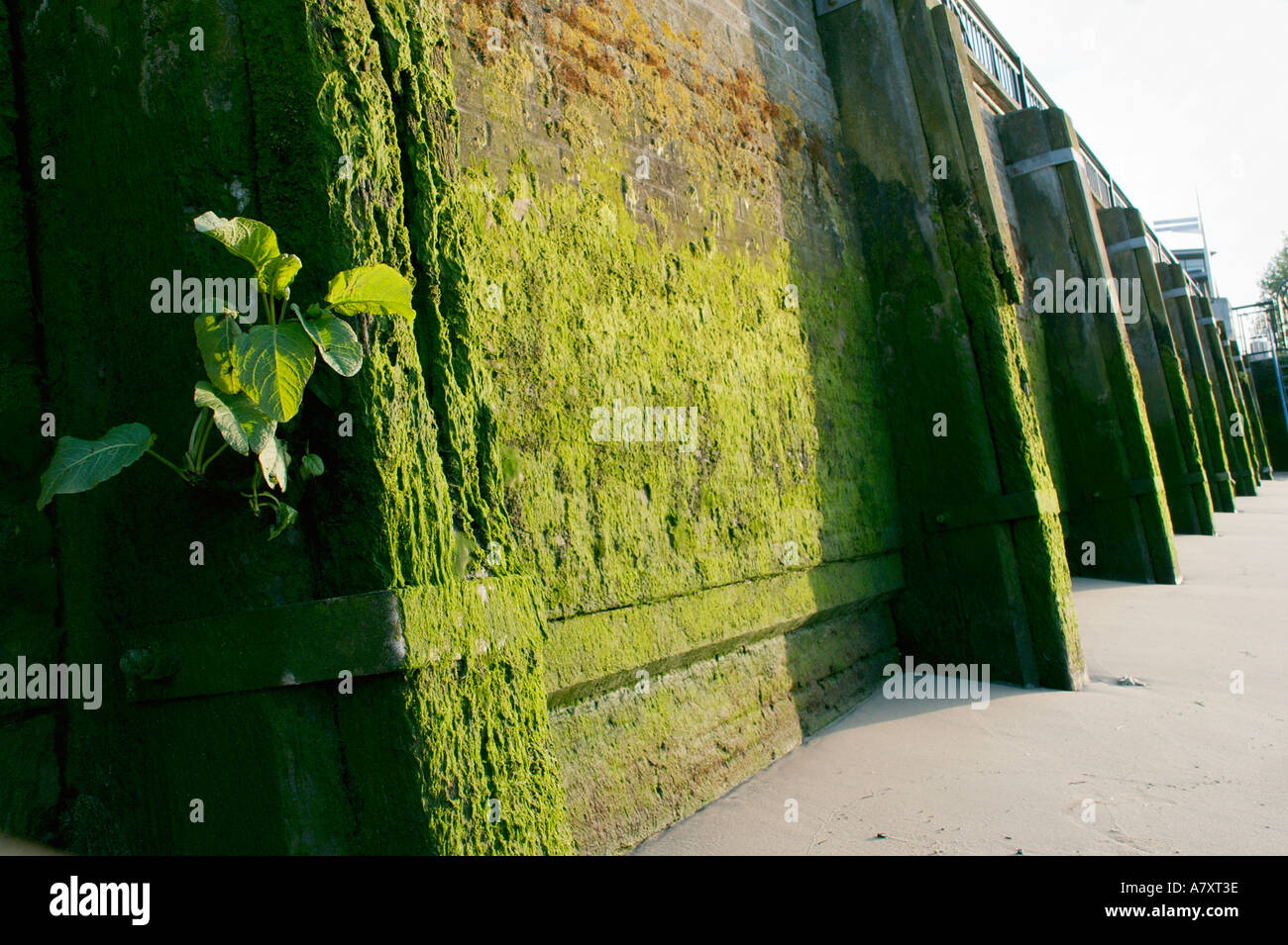 tidal markings on the wall edge of River Thames in London England UK ...