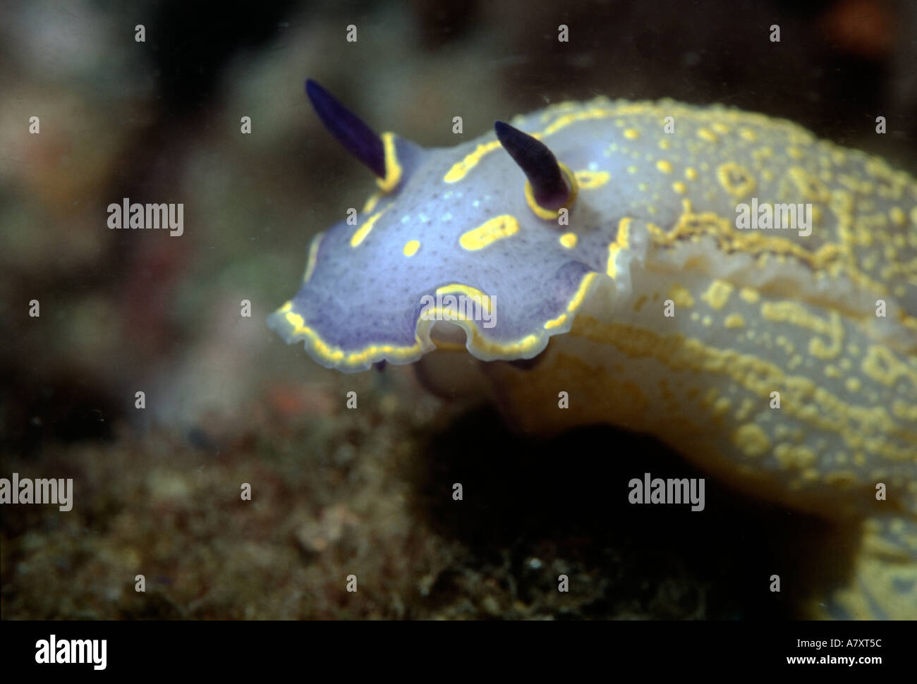Nudibranch sea slug in hi-res stock photography and images - Alamy