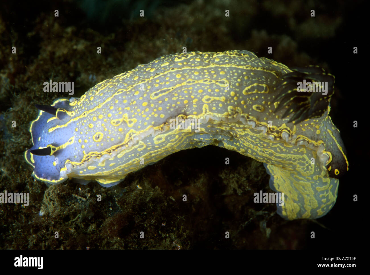 Close up of Nudibranch or sea slug Hypselodoris elegans photographed in ...