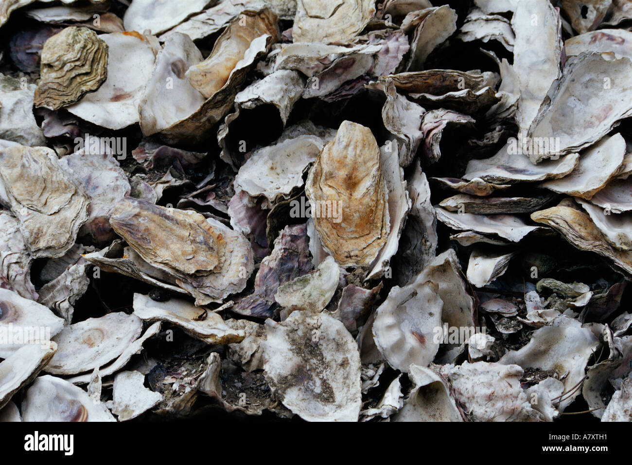 Oyster shells on the north sea beach hi-res stock photography and ...
