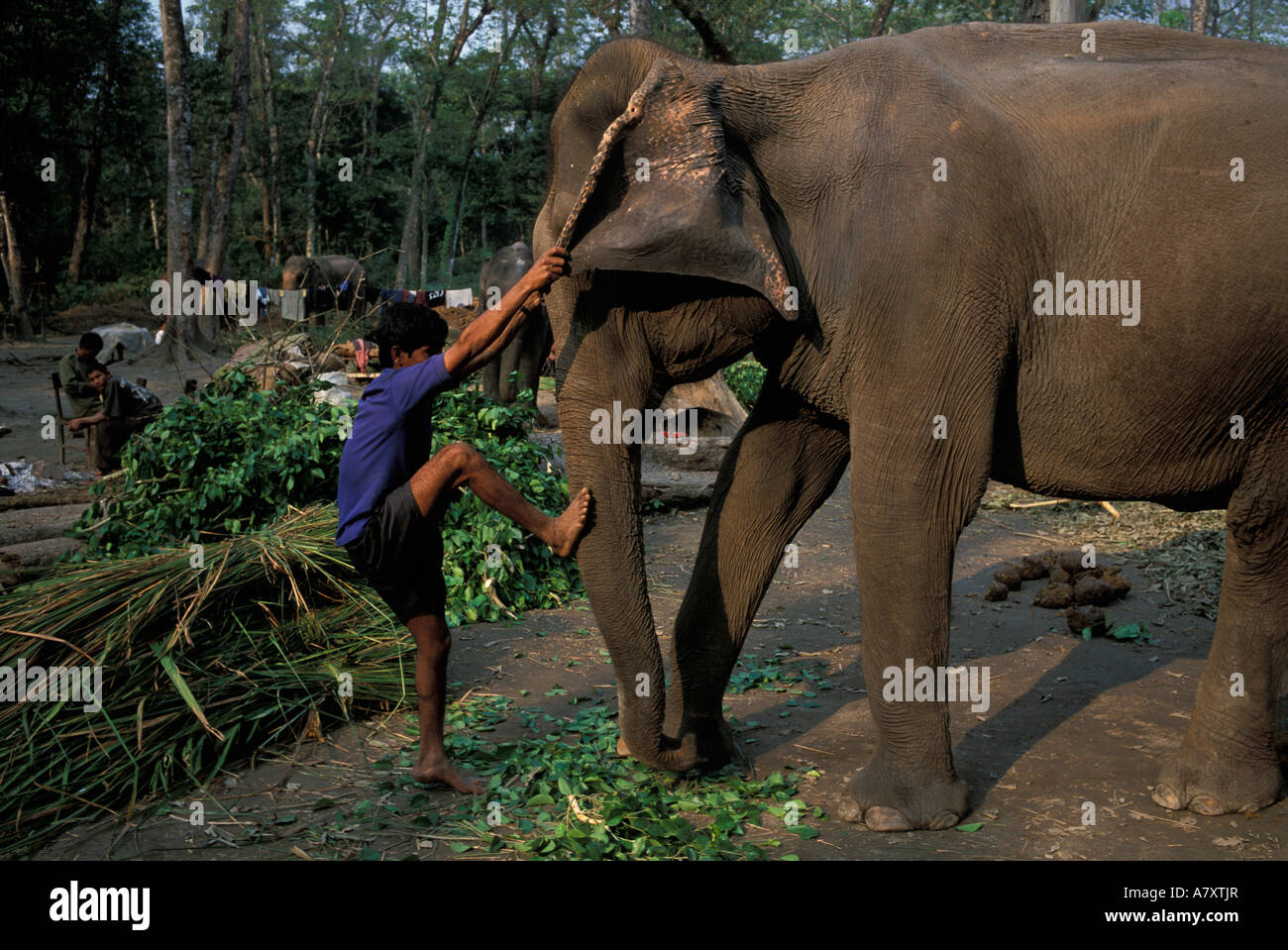 Nepal, Royal Chitwan National Park, Mahout (elephant trainer) climbs ...