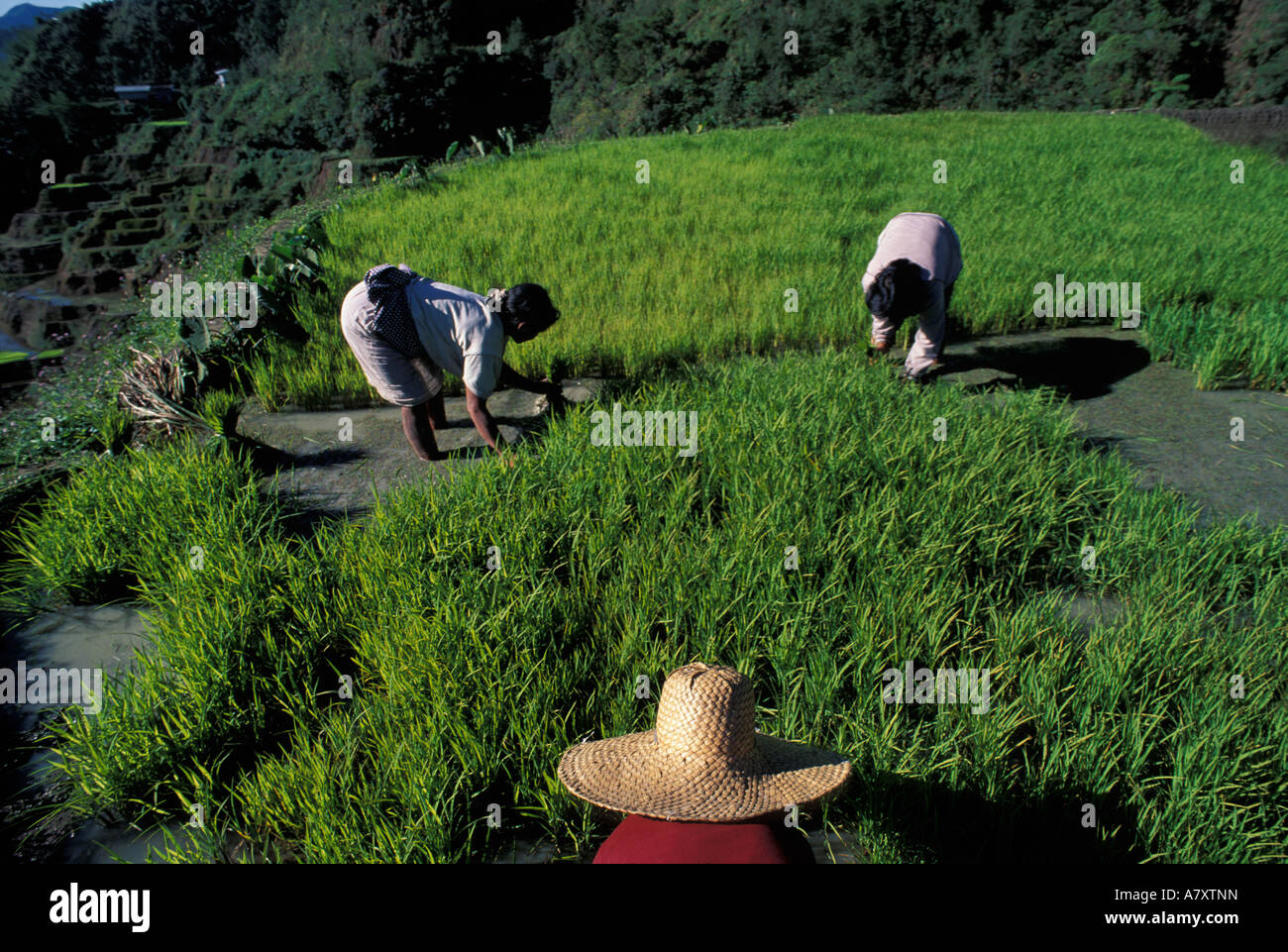 Philippines, Women work in rice paddies transplanting rice seedlings in ...