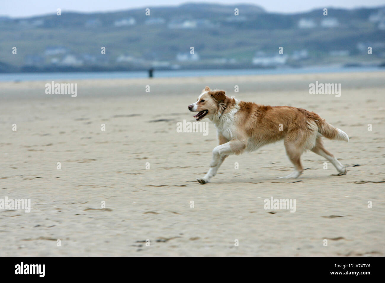 dog running along the beach with sea in background Killyhoey beach ...