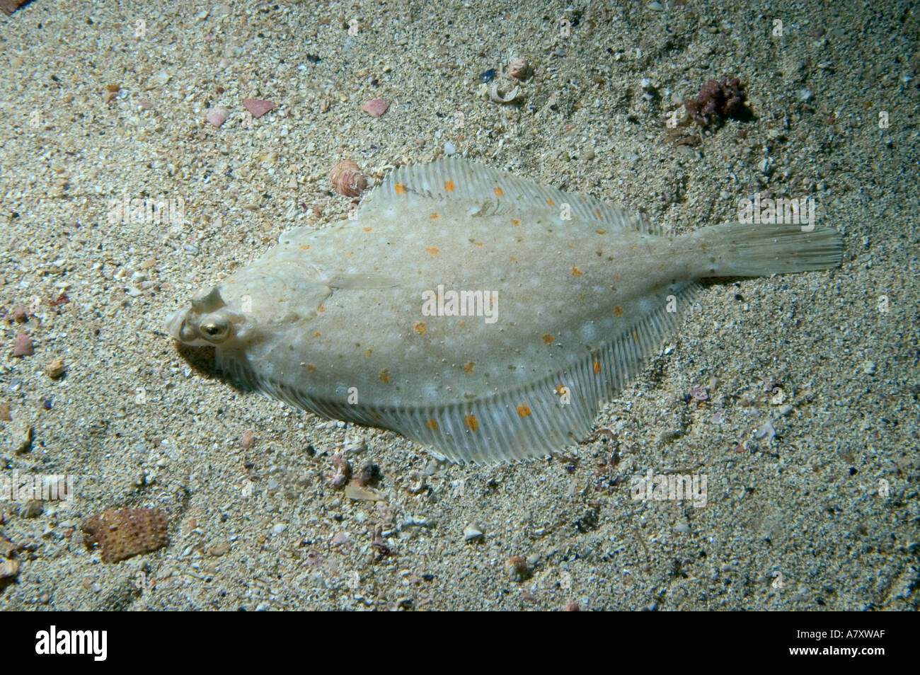 Flatfish plaice seabed hi-res stock photography and images - Alamy