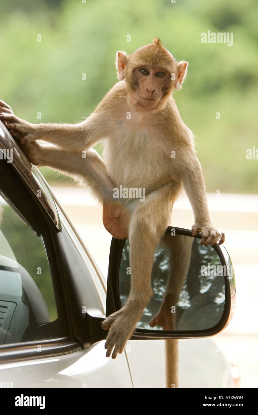 Long Tailed Macaque (Macaca fascicularis) Monkey sitting on the car ...