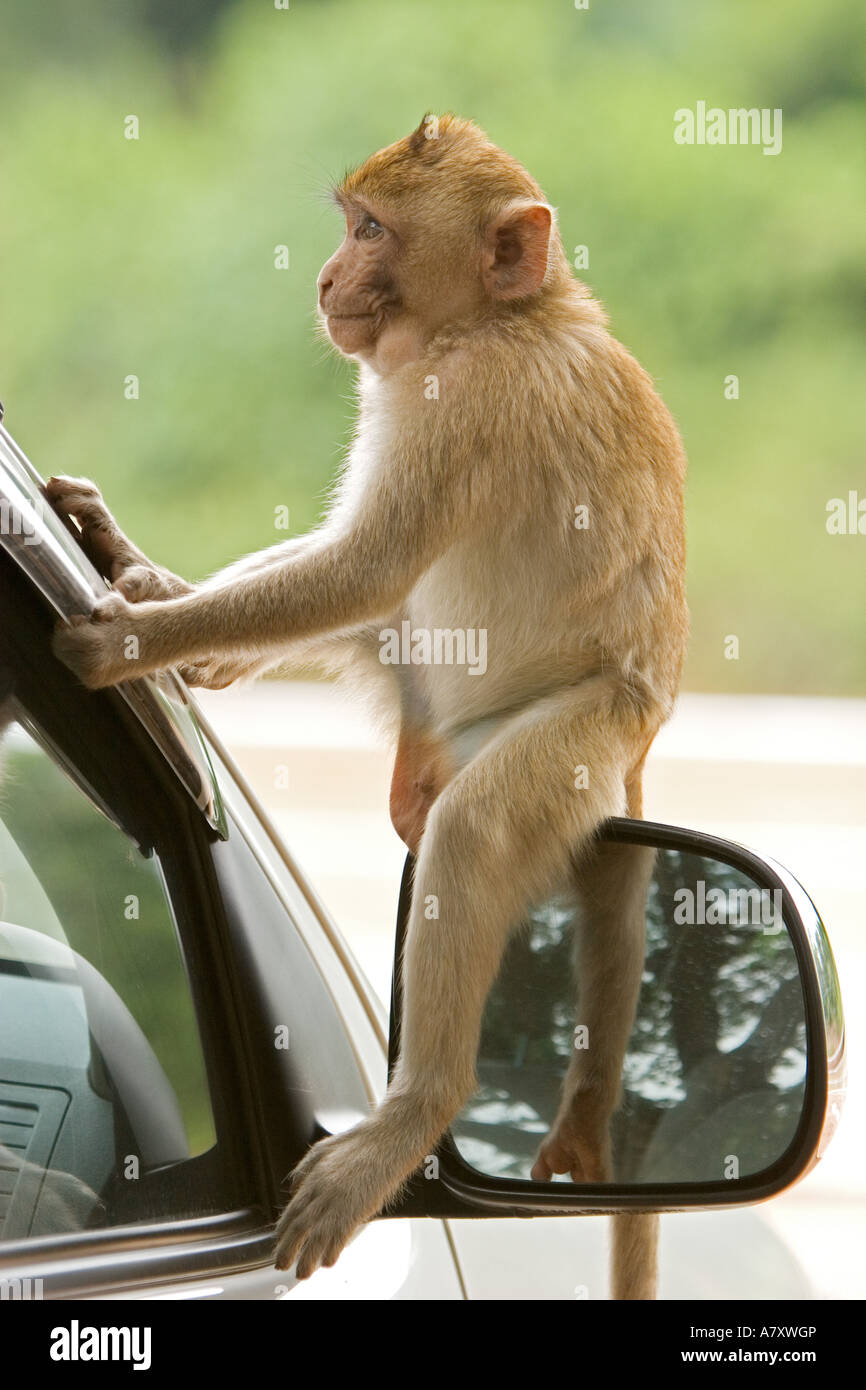 Monkey car thailand hi-res stock photography and images - Alamy
