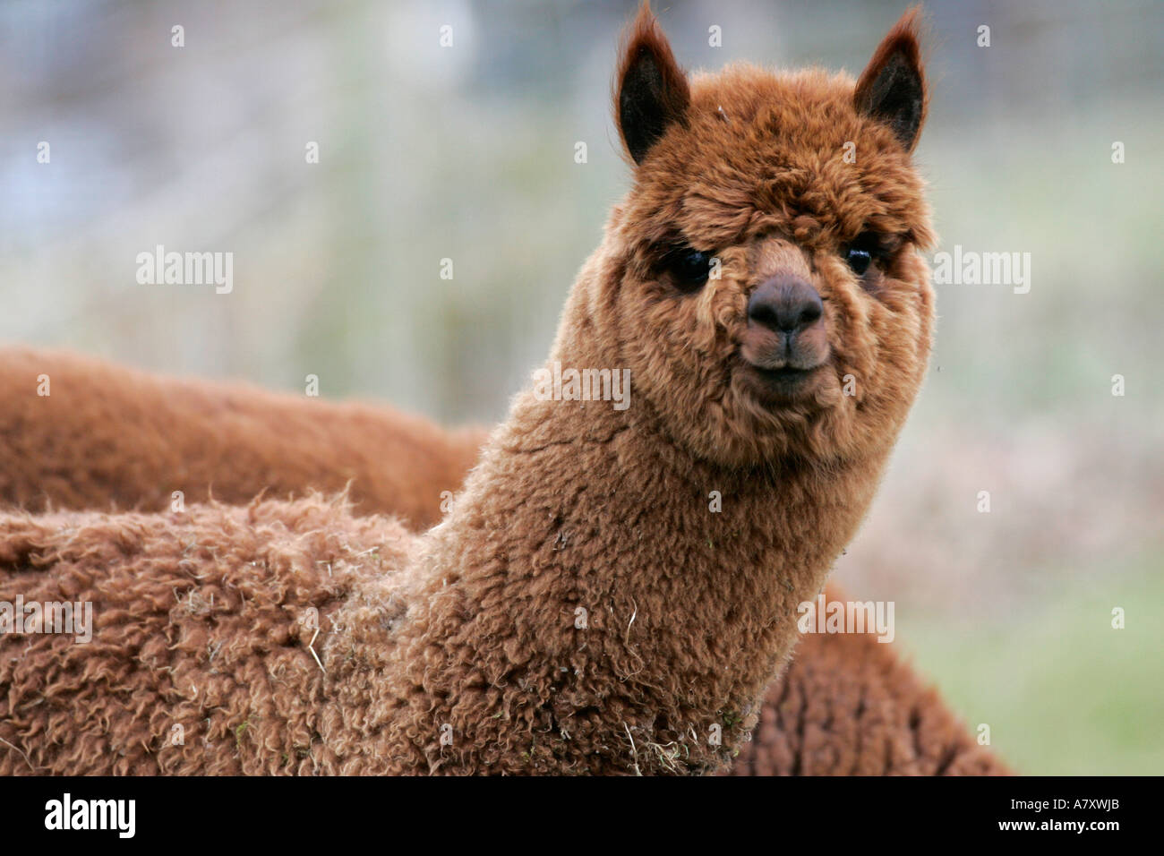Brown Alpaca Vicugna pacos head and shoulders looking towards camera on ...