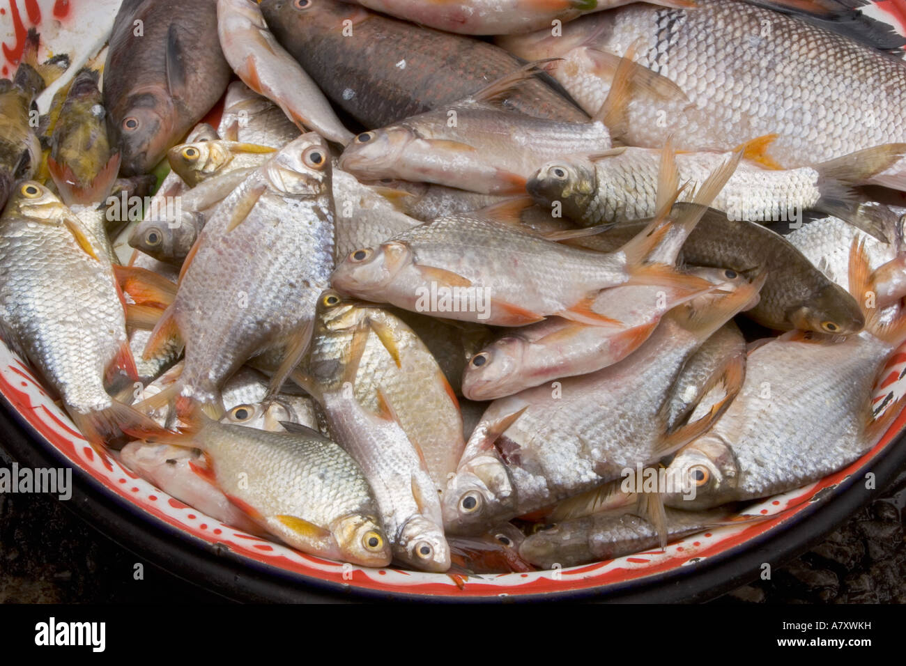 Thailand, Bangkok, fish market Stock Photo - Alamy