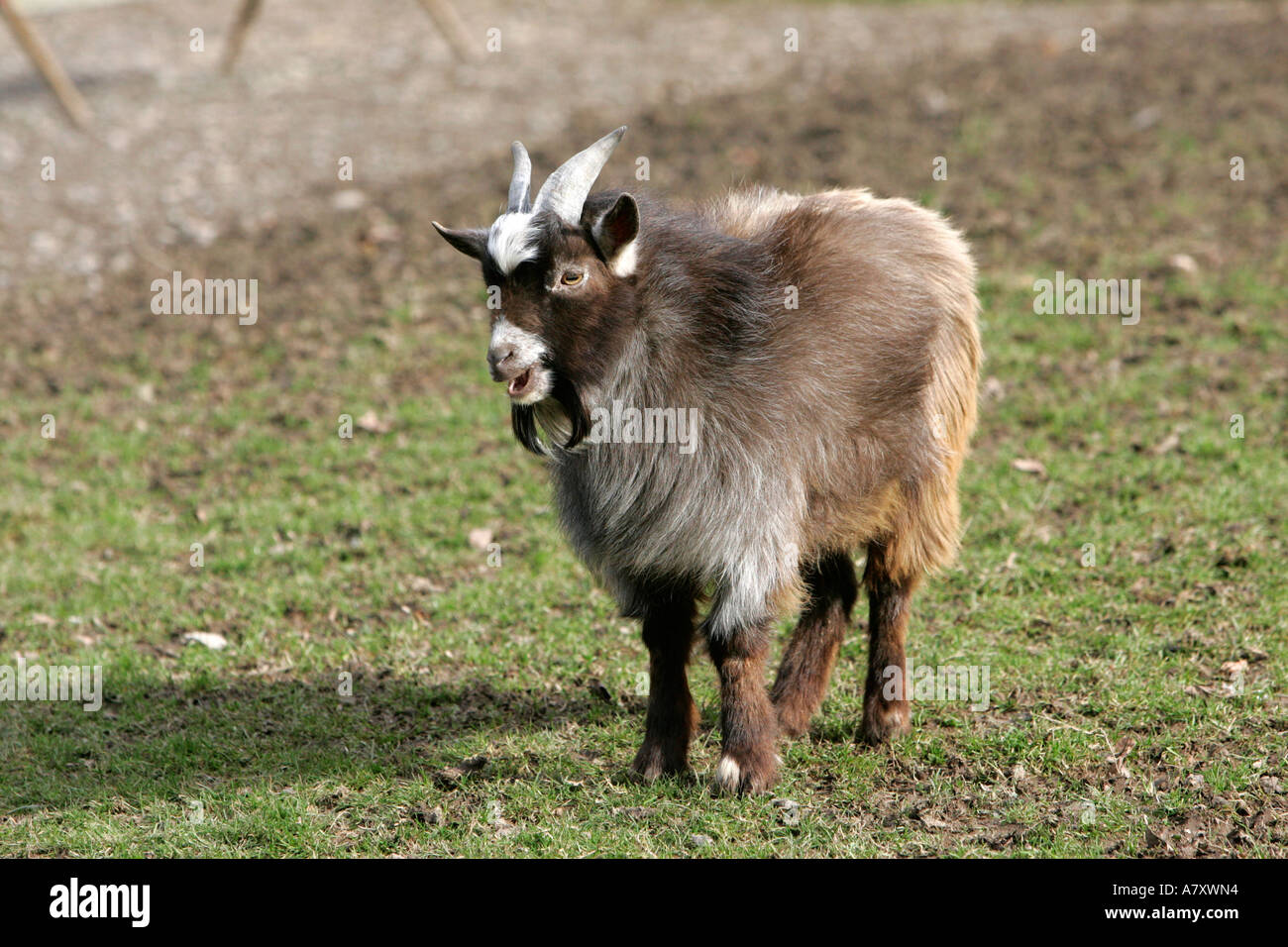 male Pygmy goat in a field on a small farm holding outside portadown ...