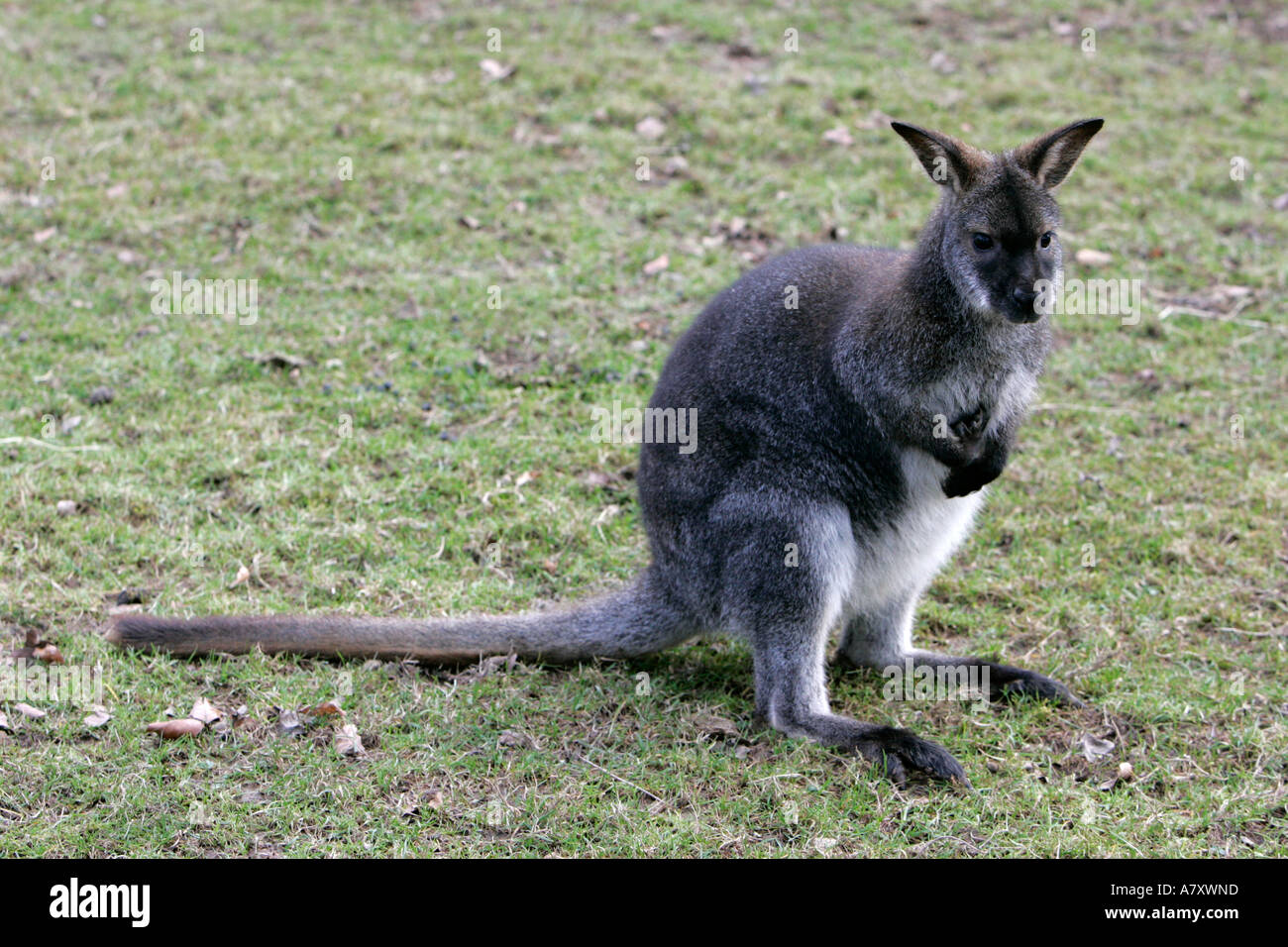 Wallaby ireland hi-res stock photography and images - Alamy
