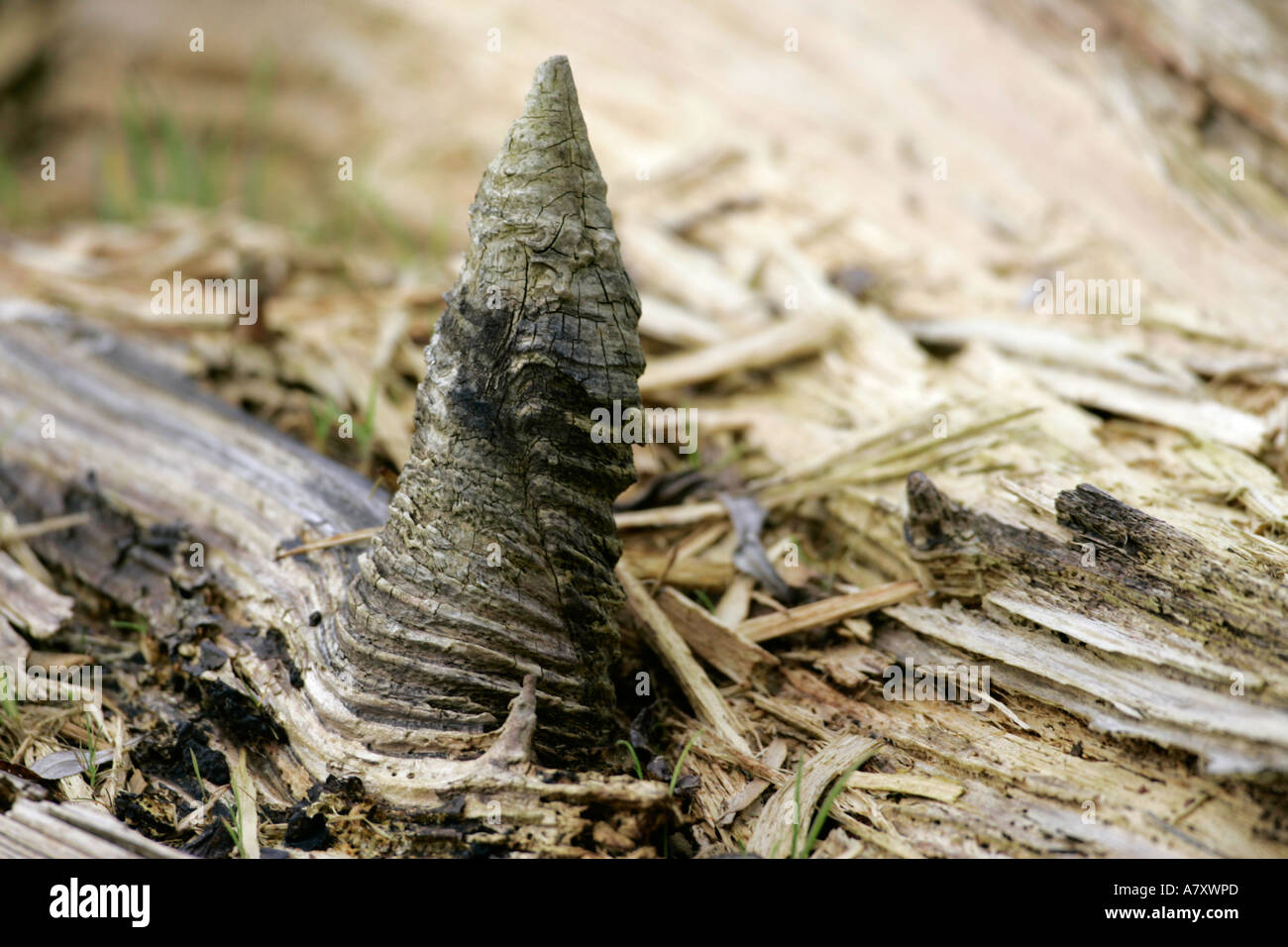 inside photo of a broken down rotted felled tree with inside of wood ...