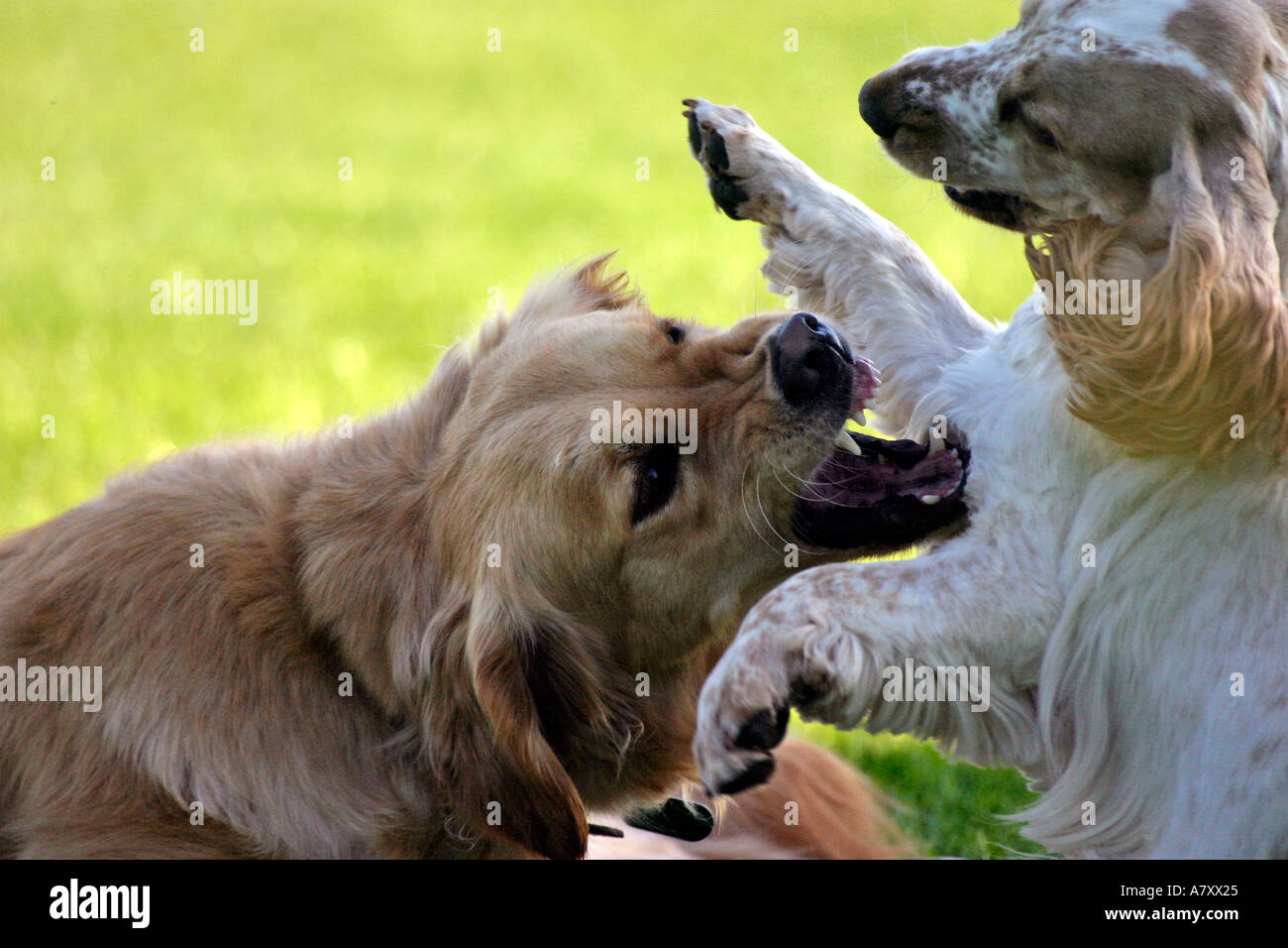 Golden Retriever dog play fighting with a cocker spaniel Stock Photo ...