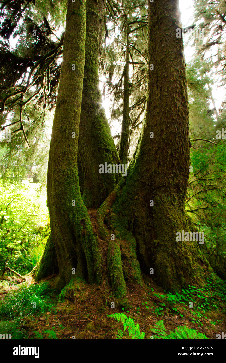 Old Growth Tree Stock Photo - Alamy