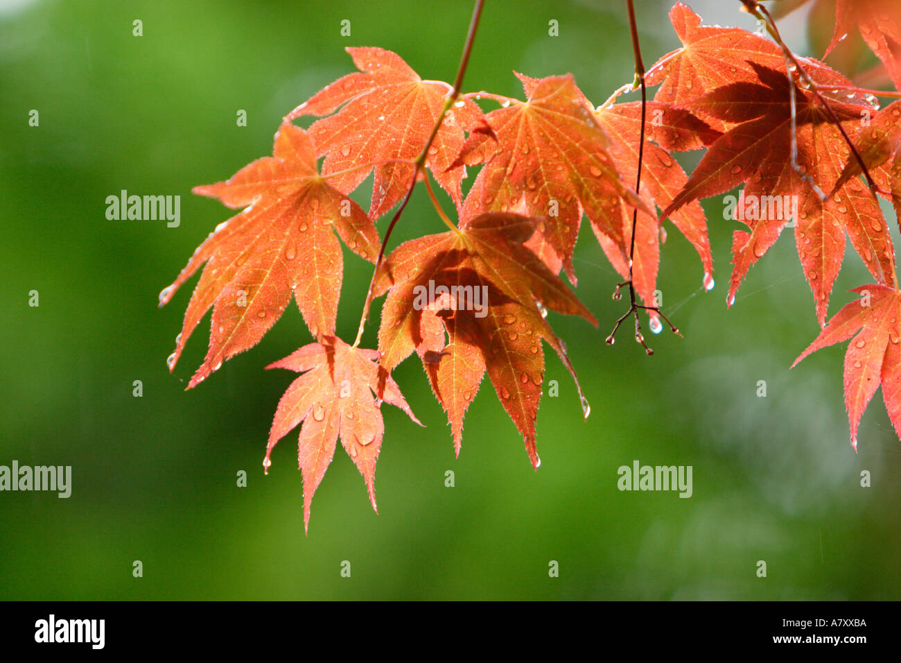 dripping wet red maple leaves Stock Photo - Alamy