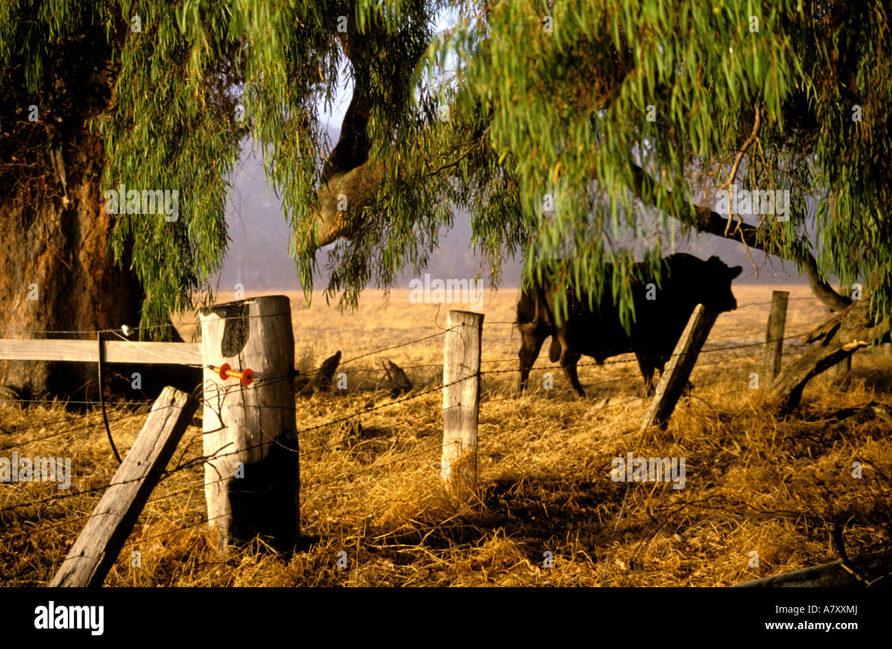 Australia, SW Australia, Bull Stock Photo - Alamy
