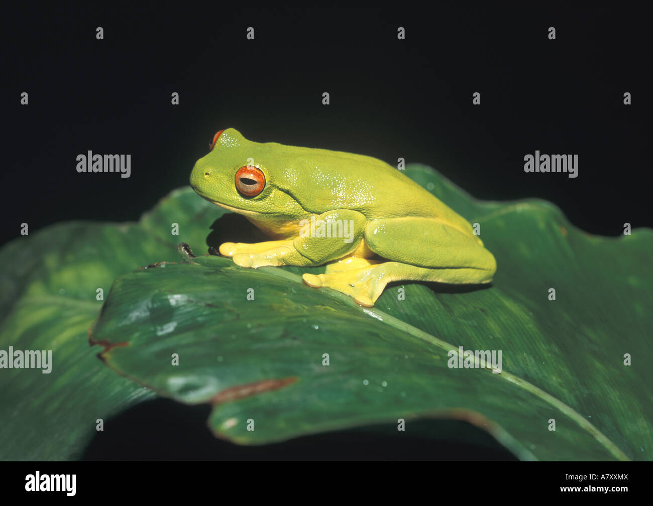 Australia, Queensland, Lamington National Park. Red-eyed green tree ...