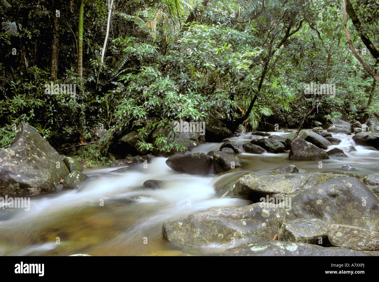 Australia, Queensland, Daintree National Park. Tropical rainforest ...