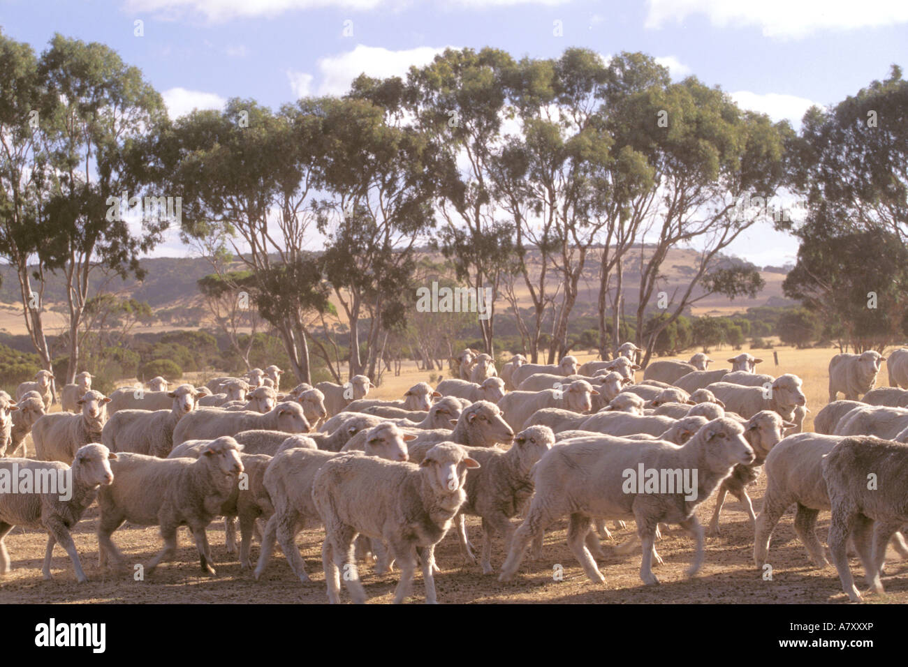 Australia, South Australia, Kangaroo Island, Sheep Station Stock Photo ...