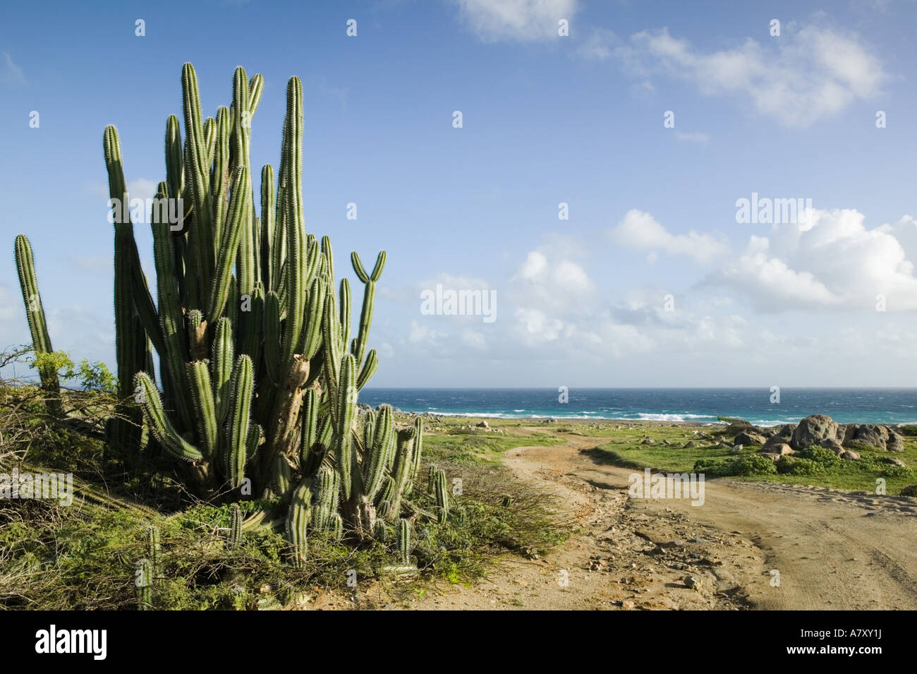 ABC Islands, ARUBA, Noord: Cactus along Northeast Aruba Coast Stock ...