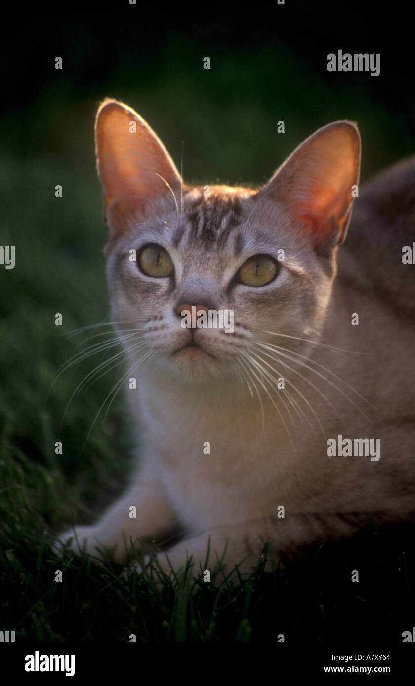 Burmilla domestic cat hi-res stock photography and images - Alamy