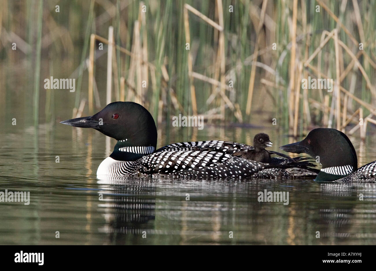 North America, Canada, British Columbia, Lac Le Jeune. A family of ...