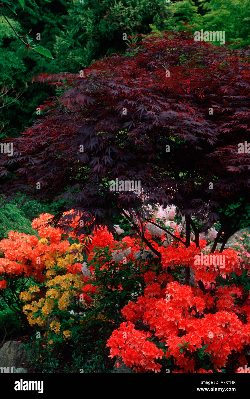 Rhododendron, Azalea, Butchart Gardens, British Columbia, Canada Stock ...